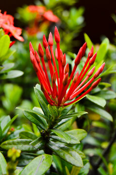 「Viruchi」の画像 - 167 件の Stock 写真、ベクターおよびビデオ | Adobe Stock