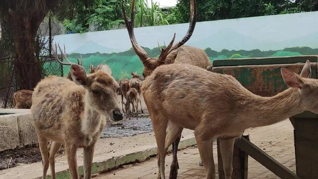 Javan Rusa Zoo