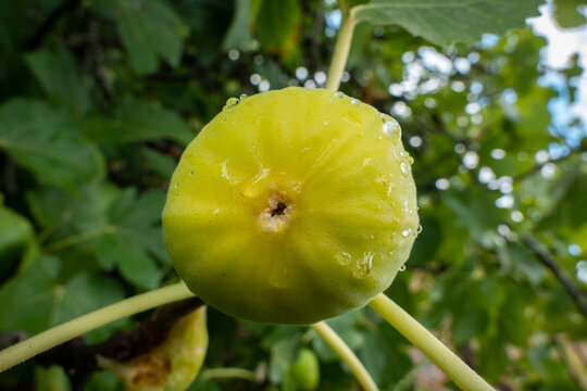 Figo Images – Browse 637 Stock Photos, Vectors, and Video | Adobe Stock