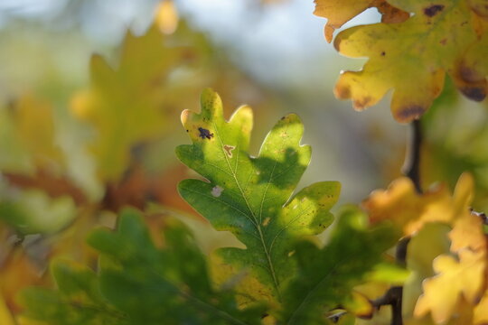 Eichenblatt bilder – Bläddra bland 2,043 stockfoton, vektorer och ...