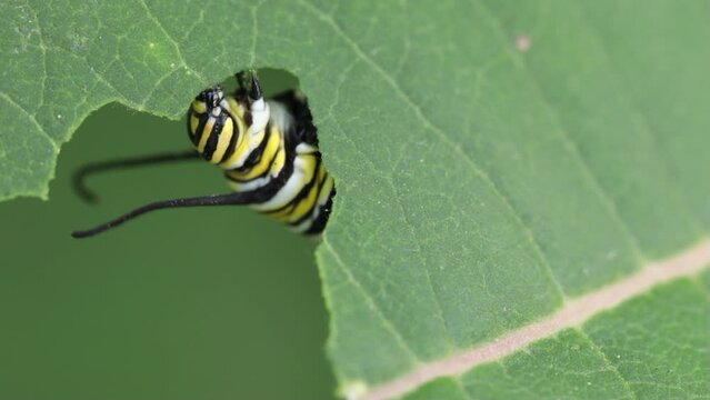 Imagens de Milkweed – Explore Fotografias do Stock, Vetores e Vídeos de ... Imagens de Milkweed – Explore Fotografias do Stock, Vetores e Vídeos de ...
