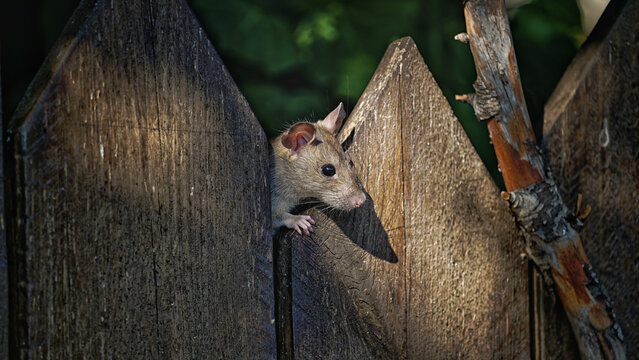 Surmulot Images – Browse 31 Stock Photos, Vectors, and Video | Adobe Stock