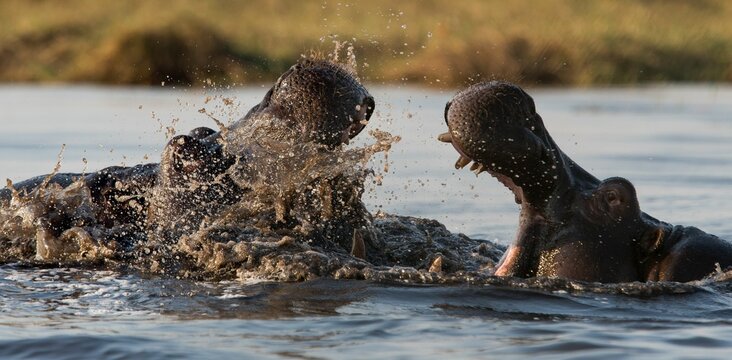Imágenes de Ungulata: descubre bancos de fotos, ilustraciones, vectores ...