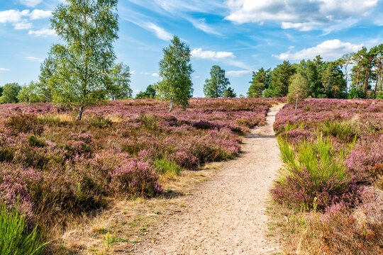 「Sandweg」の画像 - 1,088 件の Stock 写真、ベクターおよびビデオ | Adobe Stock