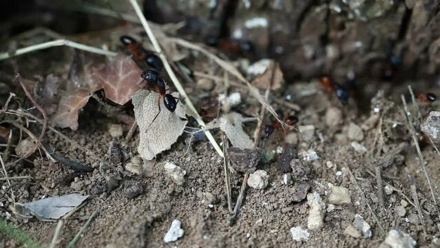 Ant-Heap Bilder – Durchsuchen 451 Archivfotos, Vektorgrafiken und ...