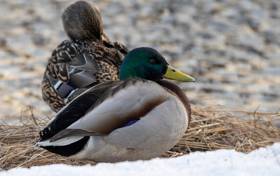 รูปภาพMallards – เลือกดูภาพถ่ายสต็อก เวกเตอร์ และวิดีโอ249,941 | Adobe ...