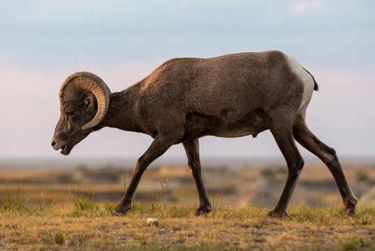 "Curved Horns" Images – Browse 860 Stock Photos, Vectors, and Video ...