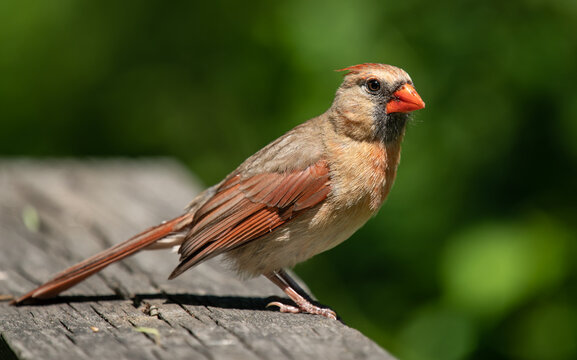 "Female Cardinal" Images – Browse 286 Stock Photos, Vectors, and Video ...