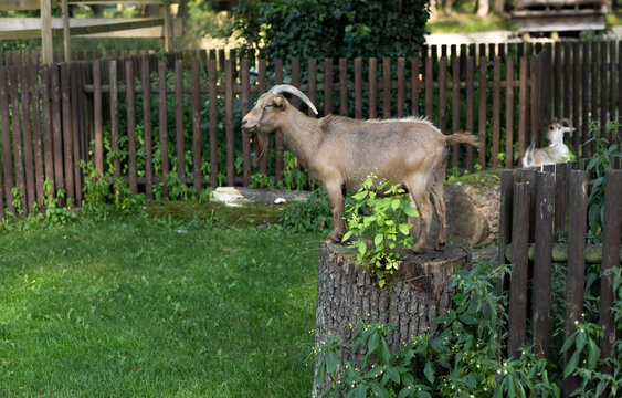 Imágenes de Graminivorous: descubre bancos de fotos, ilustraciones ...