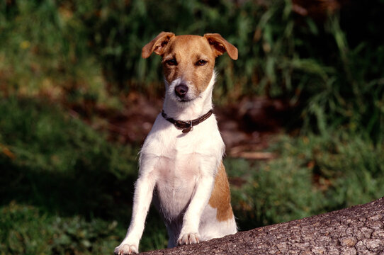 Forelegs Images – Browse 3,861 Stock Photos, Vectors, and Video | Adobe ...
