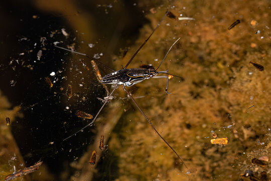 Waterstrider Images – Browse 211 Stock Photos, Vectors, and Video ...