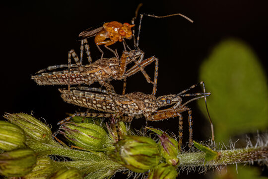 Harpactorinae Bilder – Durchsuchen 357 Archivfotos, Vektorgrafiken und ...