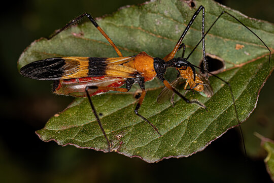 Lauxaniidae Bilder – Durchsuchen 125 Archivfotos, Vektorgrafiken und ...