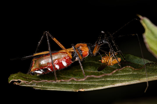 Lauxaniidae bilder – Bläddra bland 125 stockfoton, vektorer och videor ...