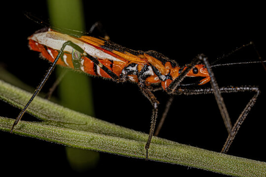 Lauxaniidae Bilder – Durchsuchen 125 Archivfotos, Vektorgrafiken und ...