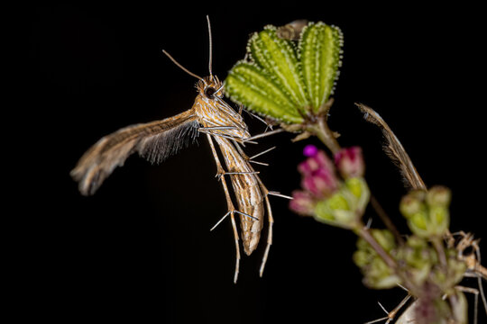 "Plume Moth" Images – Browse 412 Stock Photos, Vectors, and Video ...