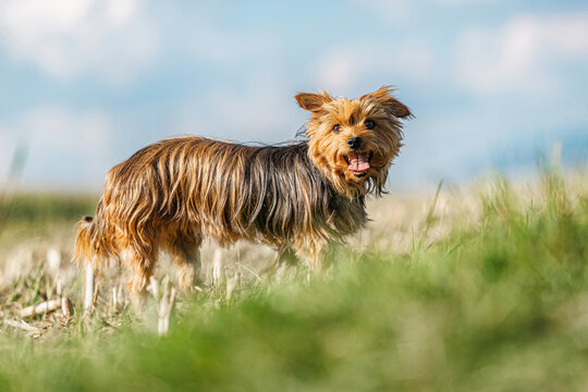 รูปภาพYorki – เลือกดูภาพถ่ายสต็อก เวกเตอร์ และวิดีโอ354 | Adobe Stock