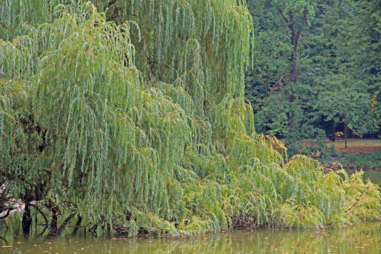 Trauerweide Bilder – Durchsuchen 3,433 Archivfotos, Vektorgrafiken und Videos | Adobe Stock