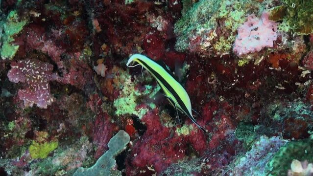 รูปภาพZanclidae – เลือกดูภาพถ่ายสต็อก เวกเตอร์ และวิดีโอ1,533 | Adobe Stock