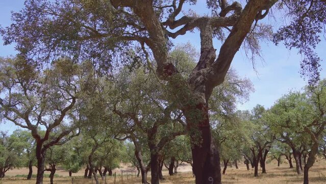 Cork Tree Portugal Bilder – Durchsuchen 2,015 Archivfotos ...