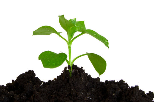 Seedling White Background Images – Browse 116,544 Stock Photos, Vectors ...