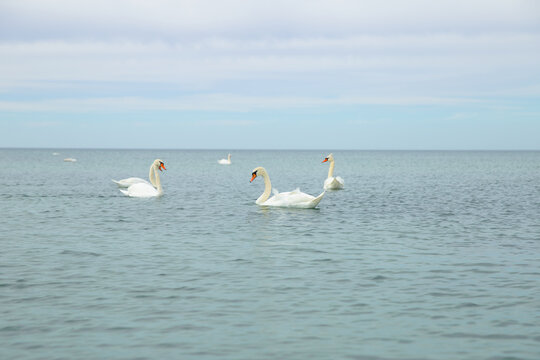 Baltic Swan Images – HD & 4K Photos Free to Download | PikWizard