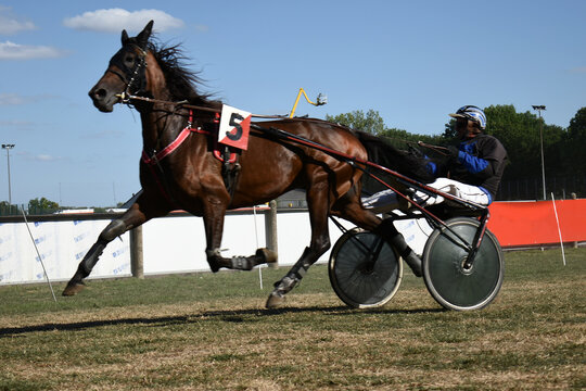 "Trotting Horse" Imagens – Procure 16,245 fotos, vetores e vídeos ...
