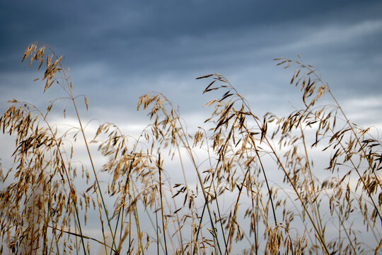 "Wild Oats" Images – Browse 802 Stock Photos, Vectors, and Video ...