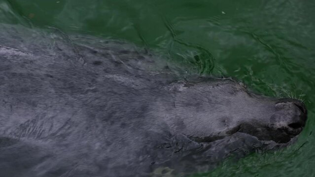 "Earless Seal" Images – Browse 15,249 Stock Photos, Vectors, and Video ...