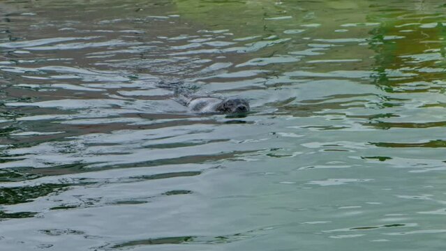 "Earless Seal" Images – Browse 13,944 Stock Photos, Vectors, and Video ...