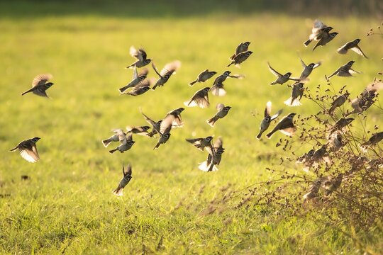 Feldspatzen Bilder – Durchsuchen 7,690 Archivfotos, Vektorgrafiken und ...