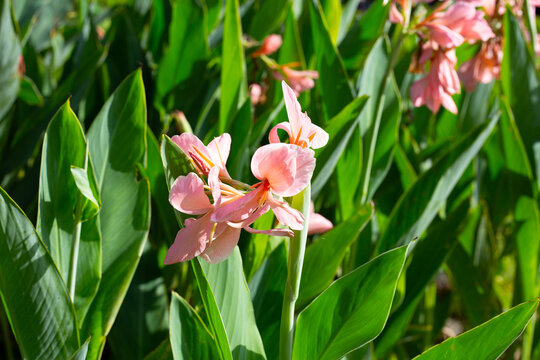 Imágenes de Achira: descubre bancos de fotos, ilustraciones, vectores y ...