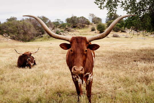 รูปภาพLonghorns – เลือกดูภาพถ่ายสต็อก เวกเตอร์ และวิดีโอ36,739 | Adobe ...