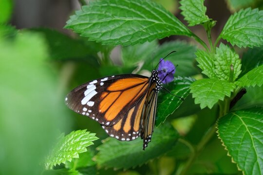 Insectarium bilder – Bläddra bland 870 stockfoton, vektorer och videor ...
