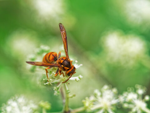 "Vespa Simillima Xanthoptera" Images – Browse 480 Stock Photos, Vectors ...