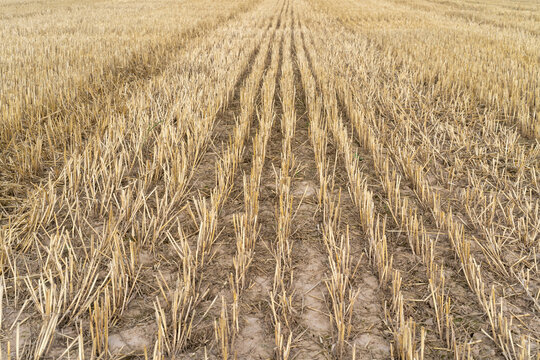 Stubbled Images – Browse 163,107 Stock Photos, Vectors, and Video ...