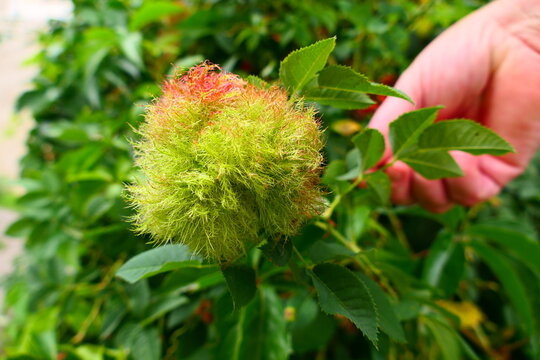 Rosenapfel Images – Browse 98 Stock Photos, Vectors, and Video | Adobe ...