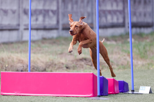 Afbeeldingen over "Hungarian Pointer" – Blader in stockfoto's, vectoren ...