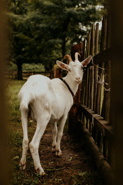 Koza Images – Browse 2,682 Stock Photos, Vectors, and Video | Adobe Stock