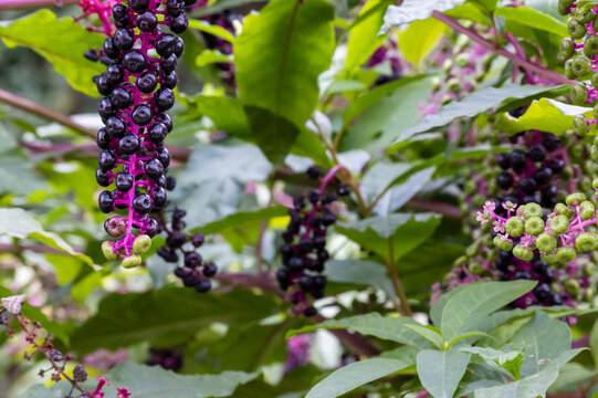 Scoke bilder – Bläddra bland 2,420 stockfoton, vektorer och videor ...