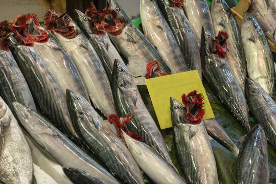 "Bonito Fish" Images – Browse 105 Stock Photos, Vectors, and Video ...