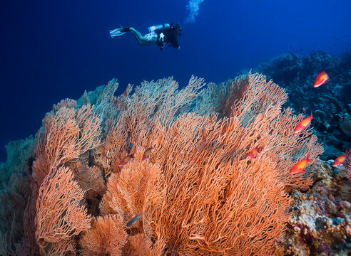 Gorgonie Bilder – Durchsuchen 10,076 Archivfotos, Vektorgrafiken und ...