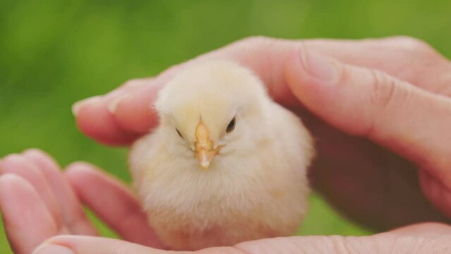 Chicklet Images – Browse 254 Stock Photos, Vectors, and Video | Adobe Stock