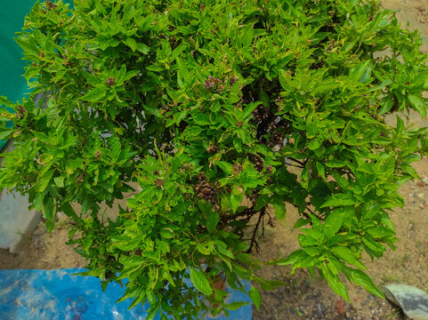 「Marua」の写真素材 | 9件の無料イラスト画像 | Adobe Stock