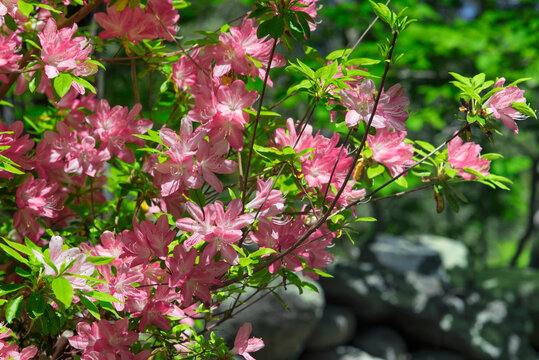 "Pink Azalea" Bilder – Durchsuchen 531 Archivfotos, Vektorgrafiken und ...