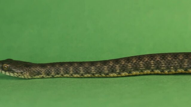 Serpent Video Footage – Browse 28,767 HD Stock Video and Footage ...