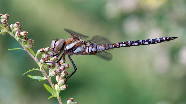 รูปภาพAeschna – เลือกดูภาพถ่ายสต็อก เวกเตอร์ และวิดีโอ1,808 | Adobe Stock
