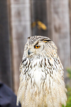 รูปภาพHibou – เลือกดูภาพถ่ายสต็อก เวกเตอร์ และวิดีโอ4,909 | Adobe Stock