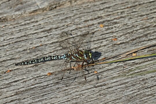 Aeschna Bilder – Durchsuchen 1,925 Archivfotos, Vektorgrafiken und ...