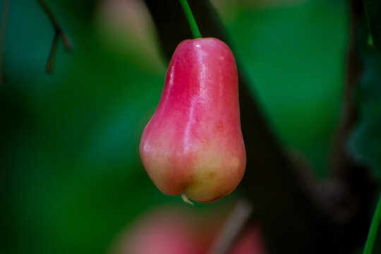 Chambakka Bilder – Durchsuchen 2,370 Archivfotos, Vektorgrafiken und ...